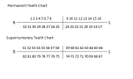 Supernumerary Teeth Chart & Notation System - DiseaseFix