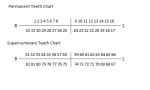Supernumerary Teeth Chart & Notation System - DiseaseFix