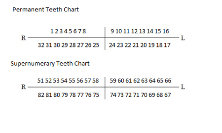 Supernumerary Teeth Chart & Notation System - DiseaseFix